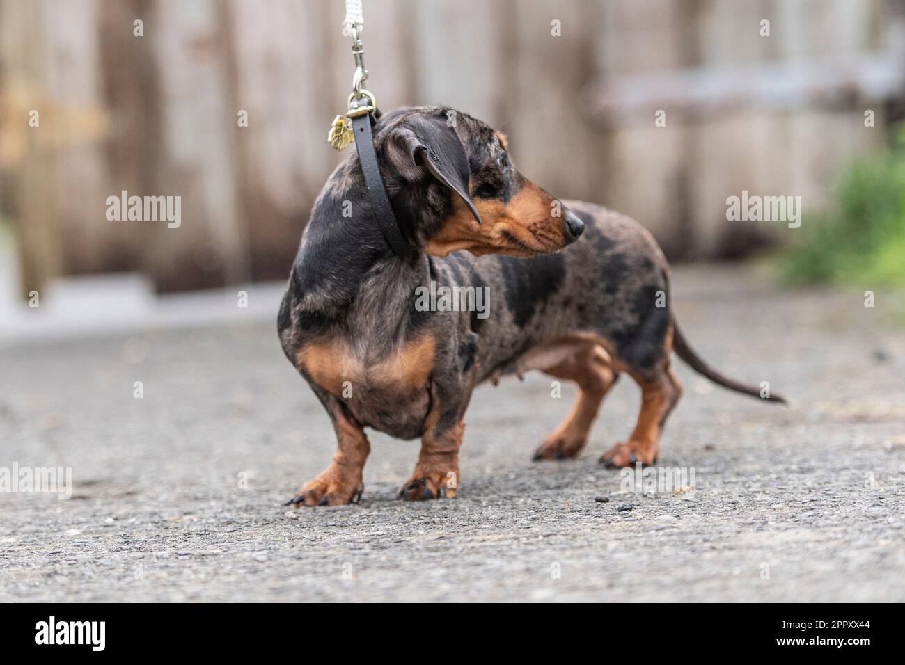 Dog looking over shoulder hi-res stock photography and images - Alamy