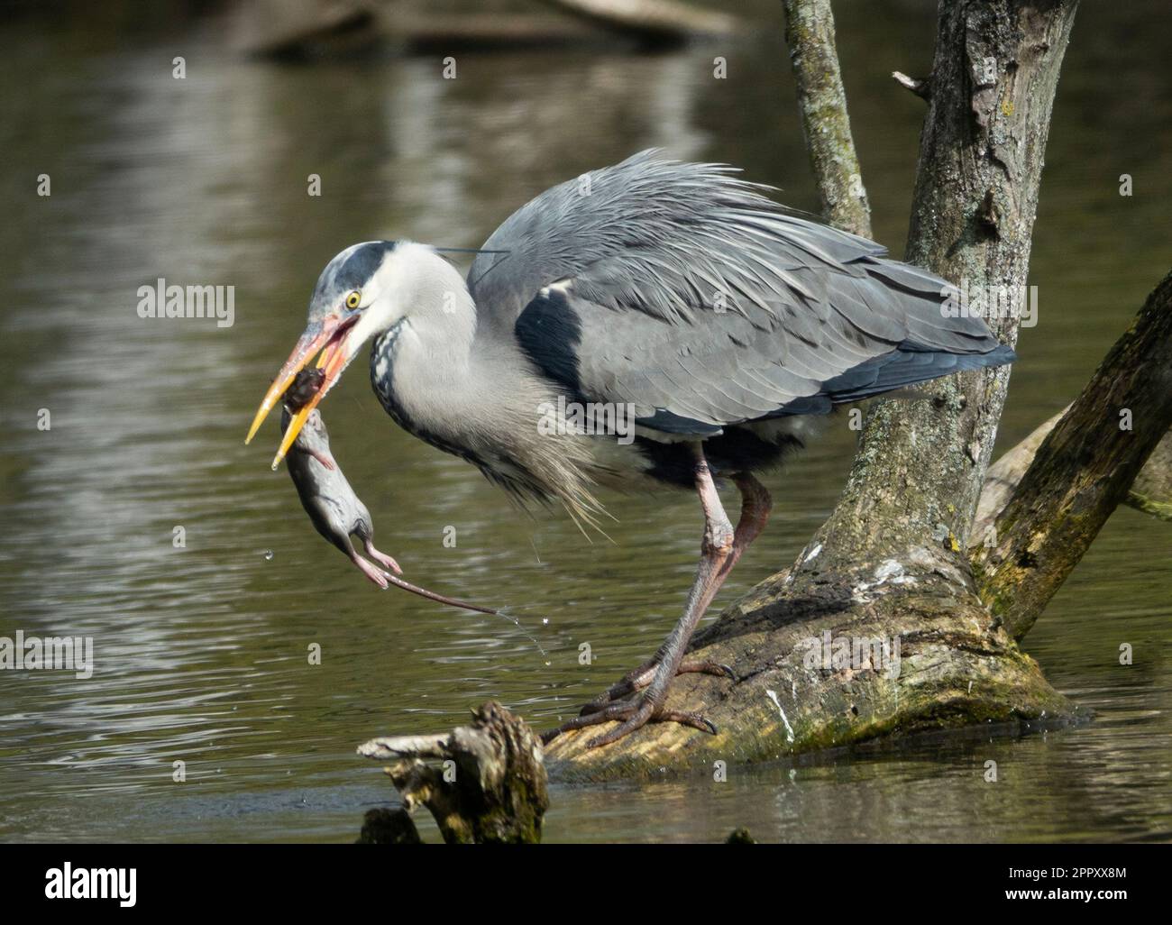 Lochen Park Heron 25/4/2023. A heron swallows a whole rat at Lochend ...