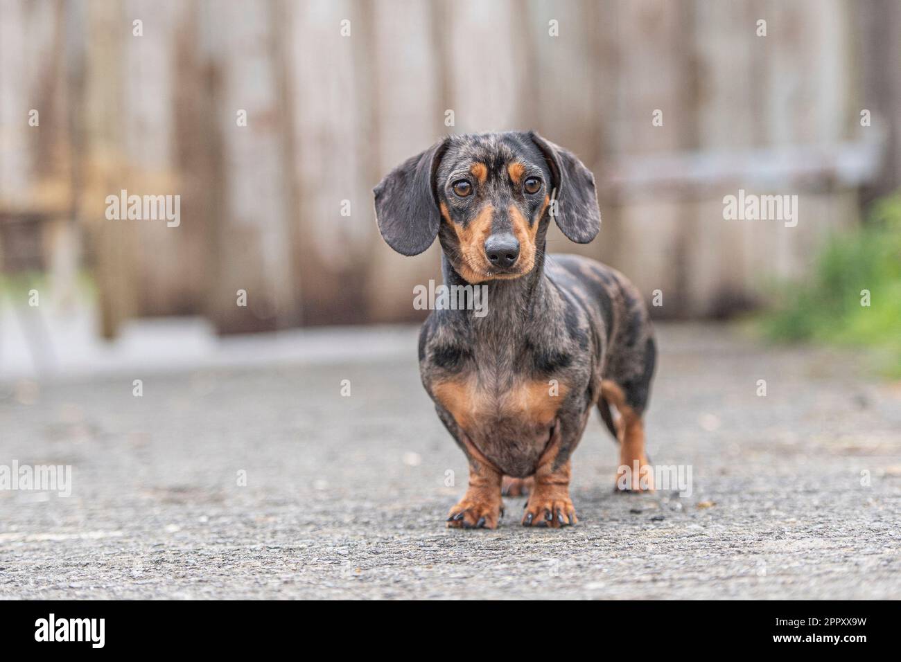 Dachshund male standing hi-res stock photography and images - Alamy