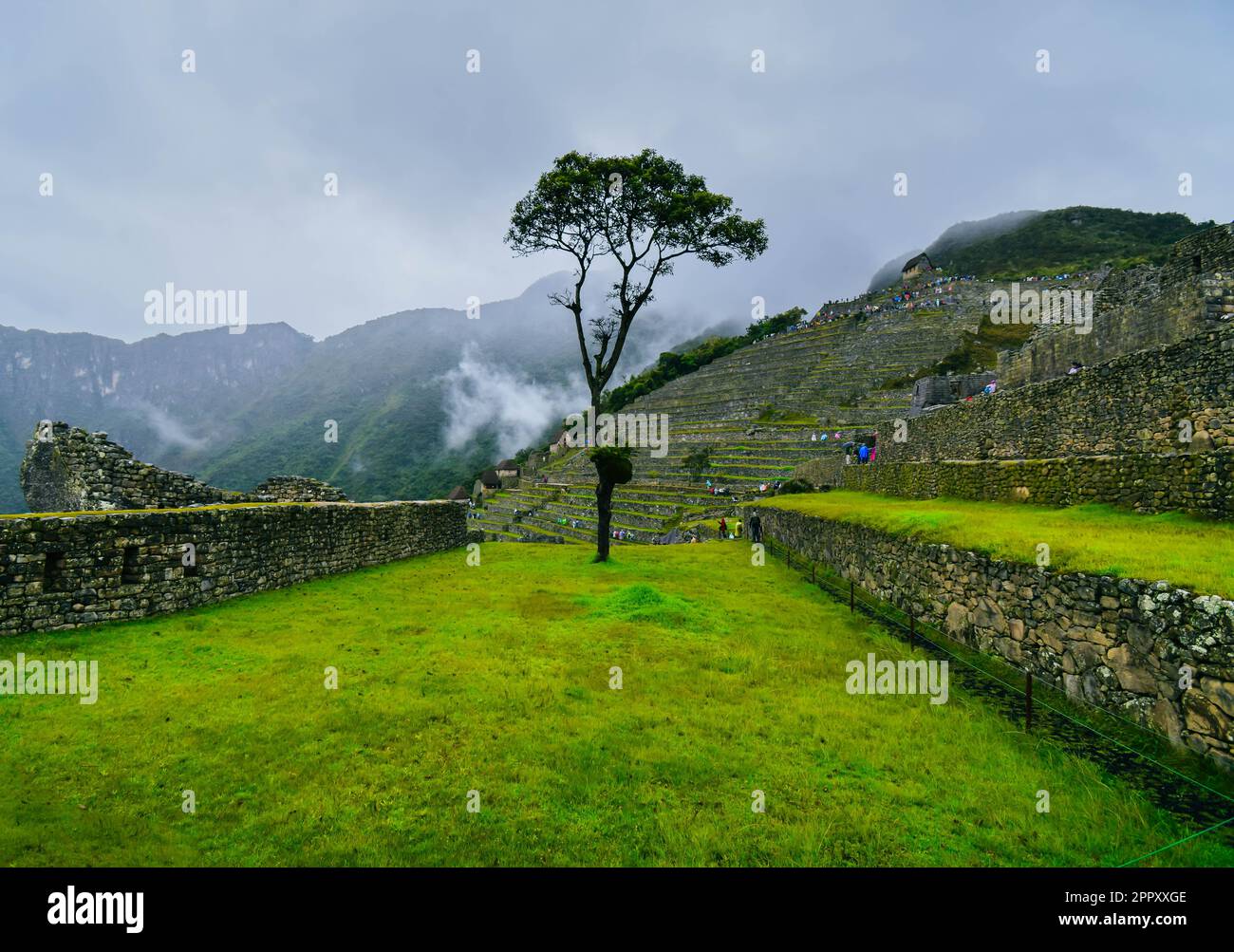 A beautiful tree standing alone in a lush green field with the ruins of ...