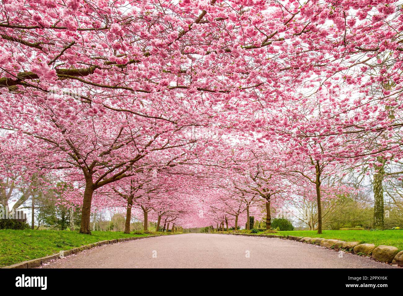 Cherry Blossom Trees, Bispebjerg Cemetery, Copenhagen, Denmark Stock ...