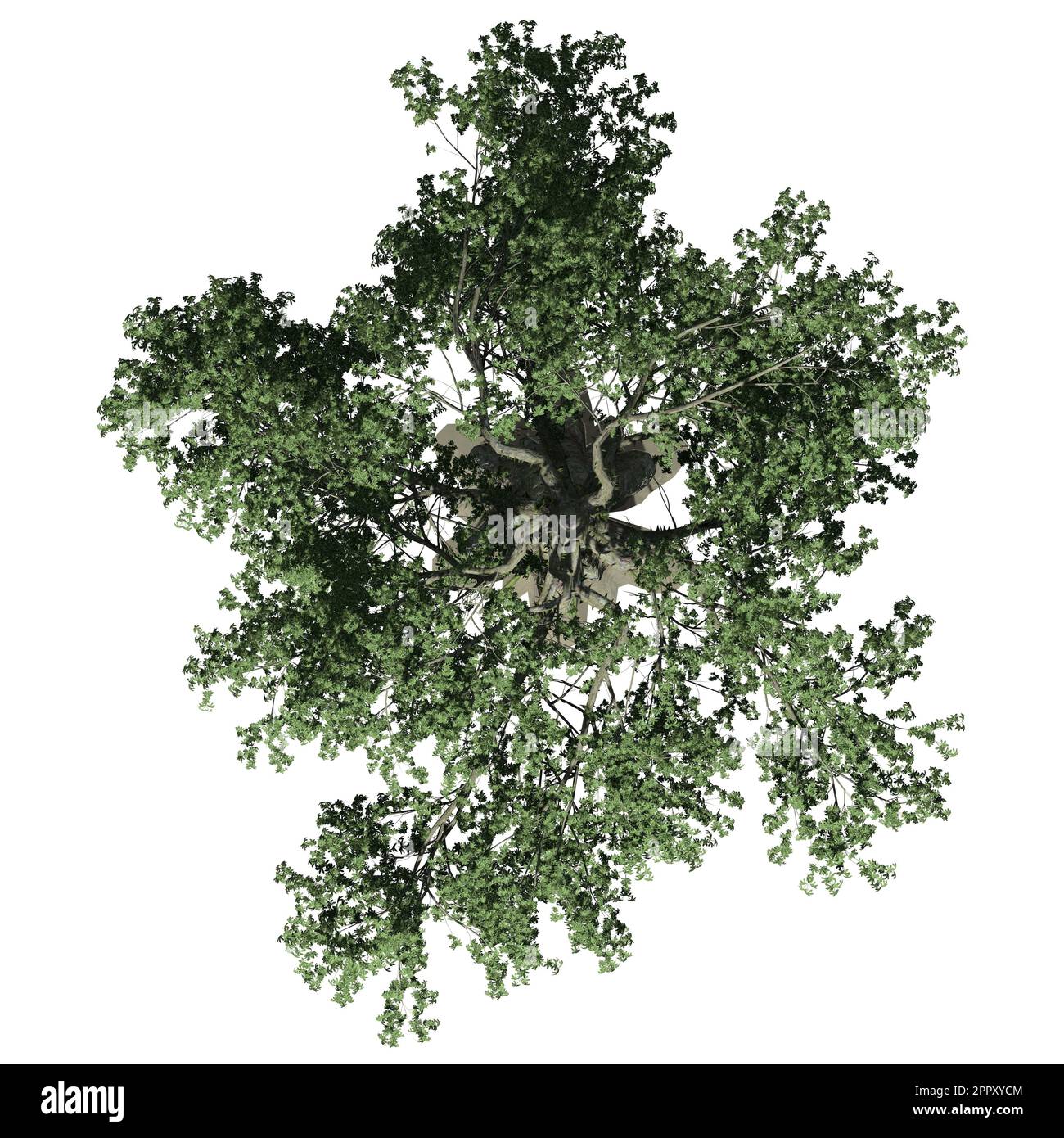 Kapok tree Cut Out Stock Images & Pictures - Alamy