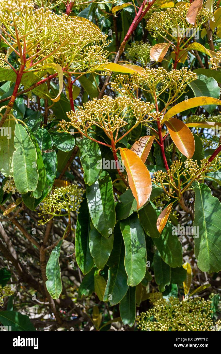 Photinia seerrulata hi-res stock photography and images - Alamy