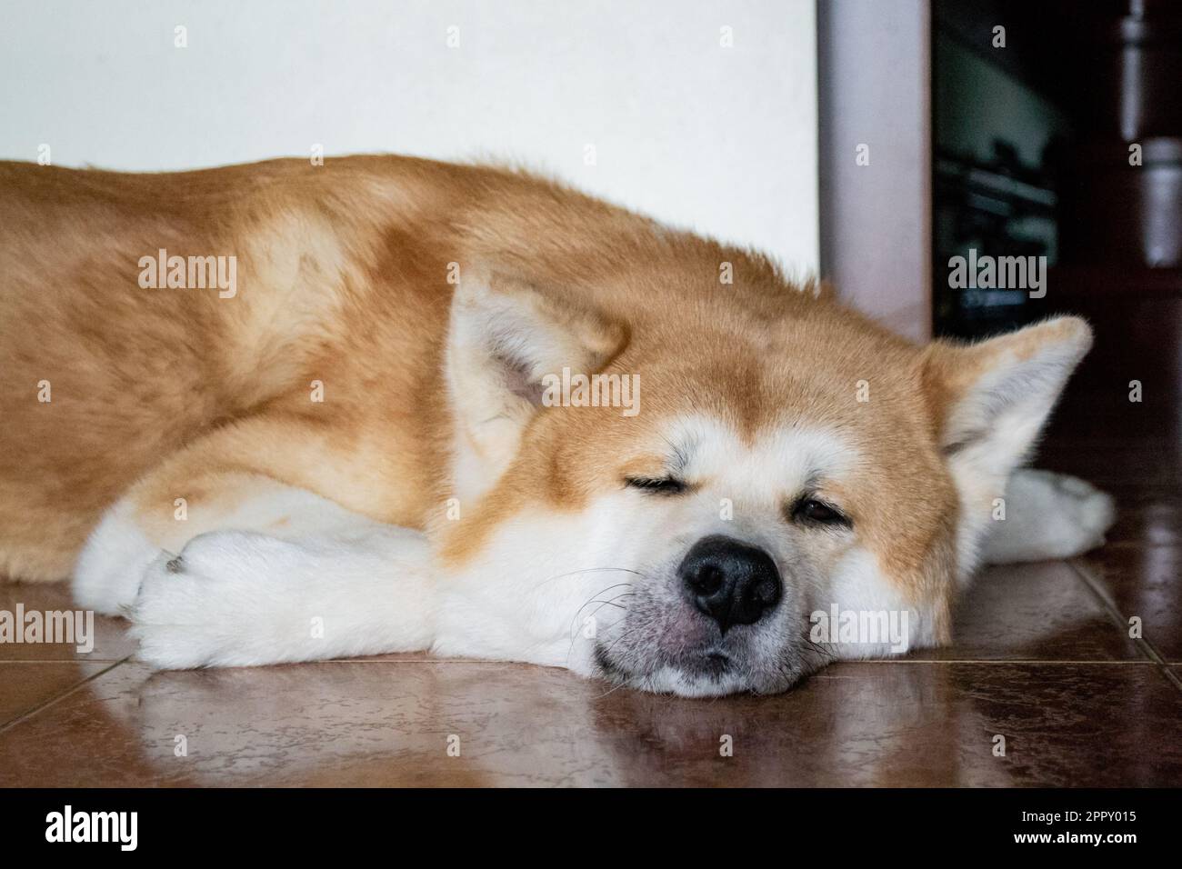 Sleeping dog one eye hi-res stock photography and images - Alamy