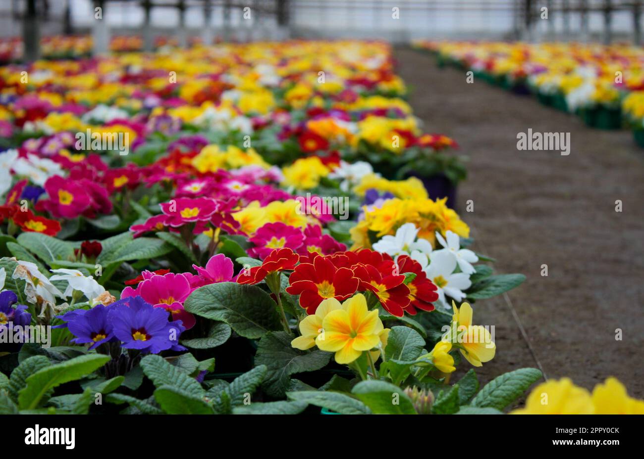 Lots of colorful primrose flowers, also known as cowslip, in flower ...