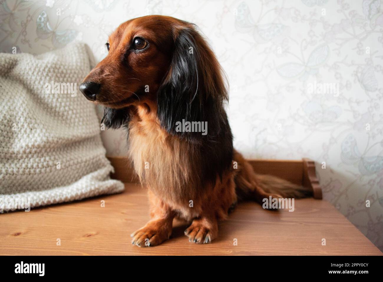 Full-length portrait of well-groomed long-haired dachshund red and ...