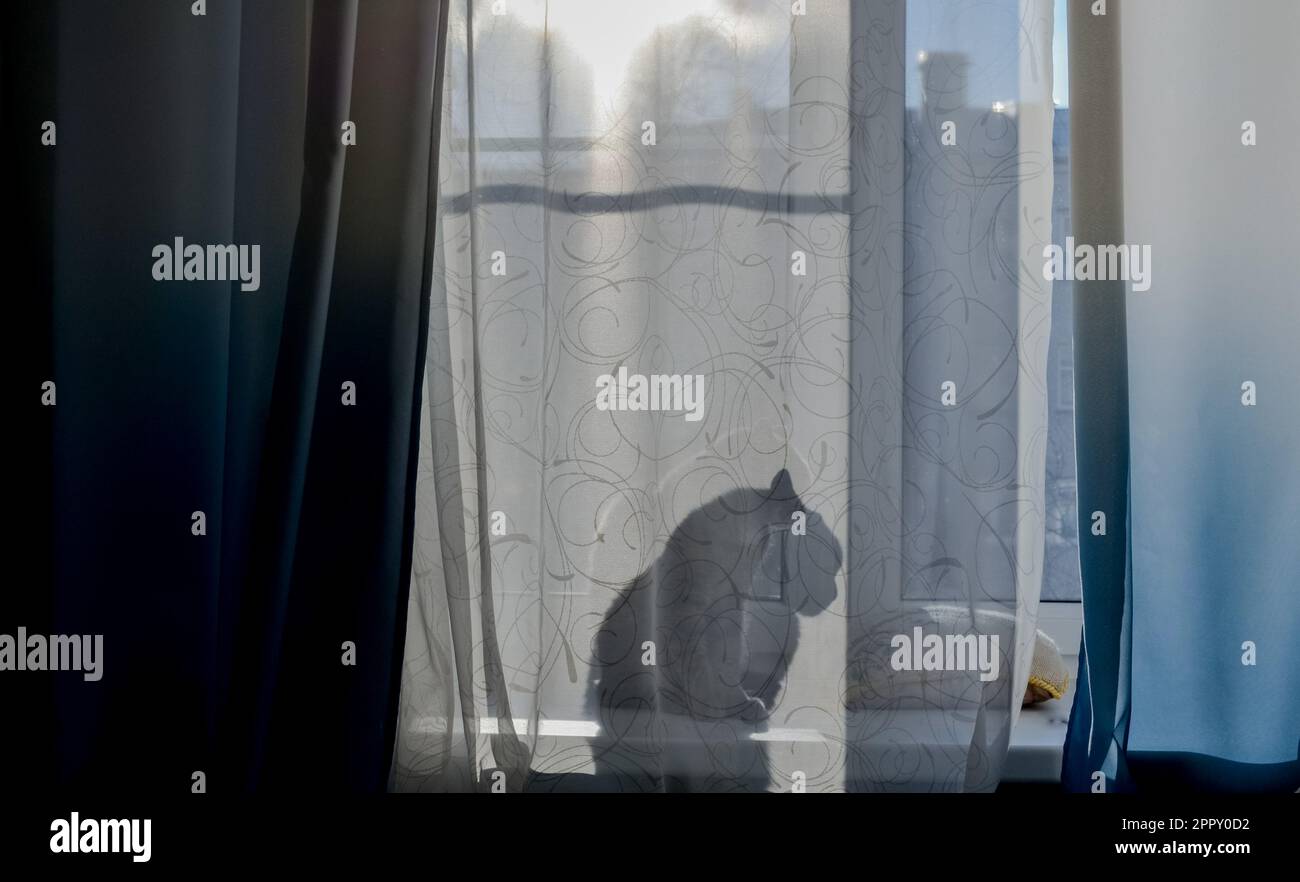 The cat is sitting on the windowsill and through the curtain you can ...