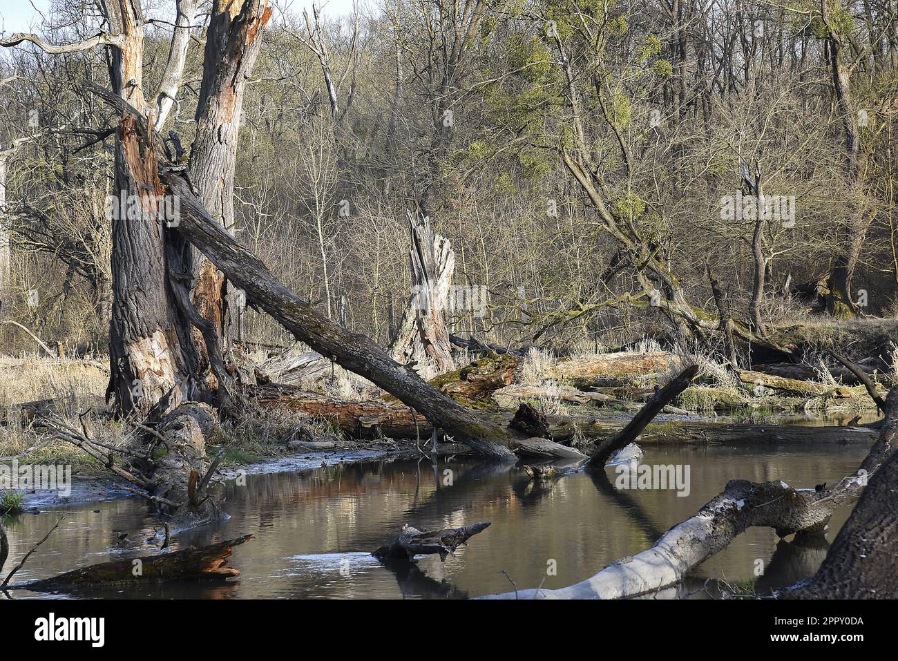 The area of riparian forests at the lower reaches of the Morava and ...