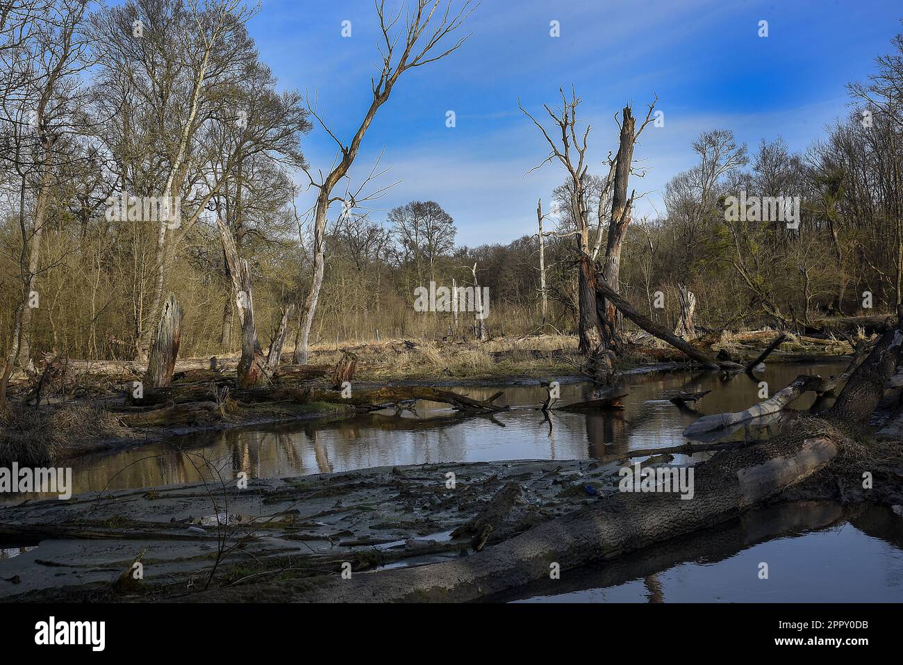 The area of riparian forests at the lower reaches of the Morava and ...
