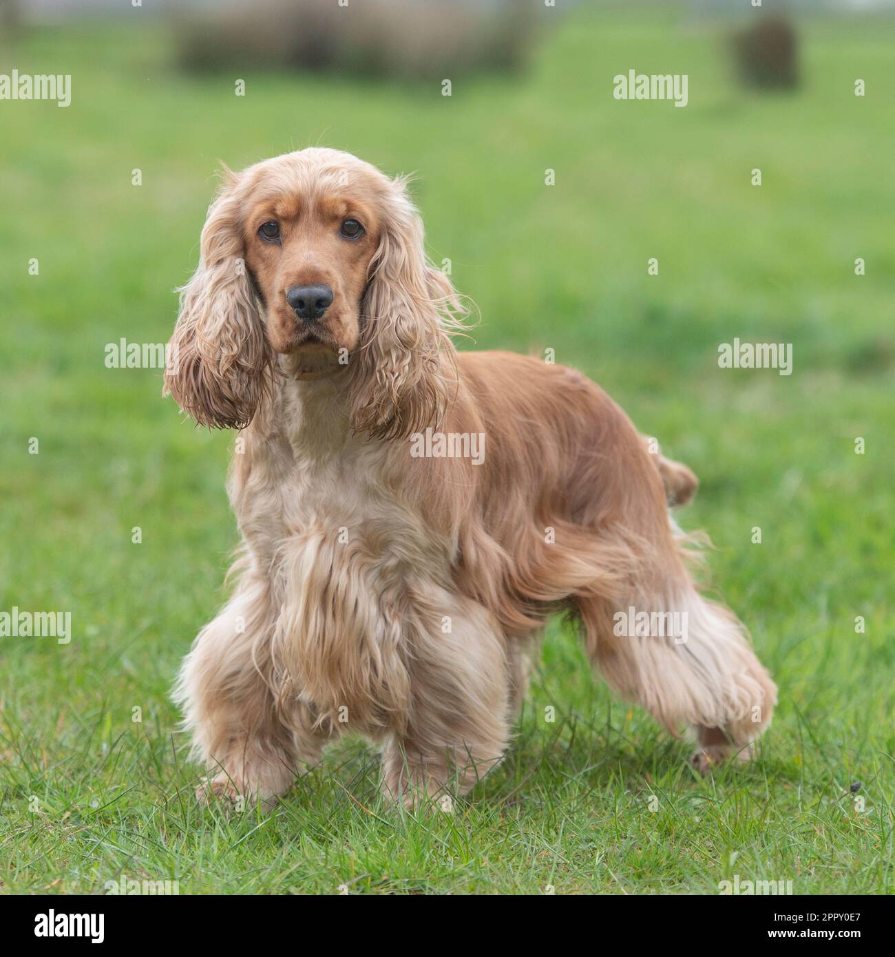Golden spaniel hi-res stock photography and images - Alamy