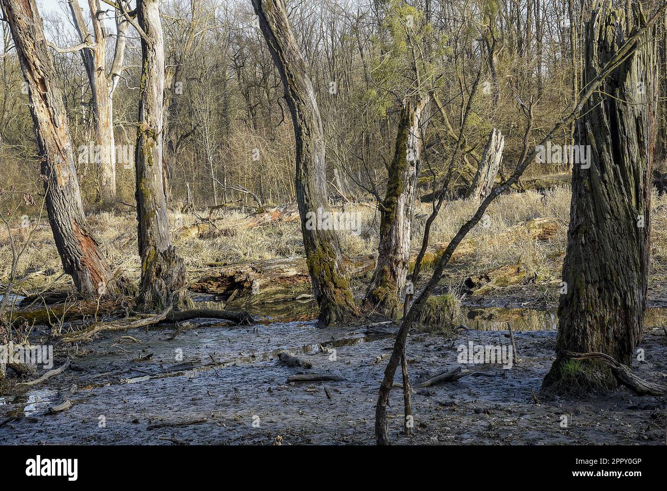 The area of riparian forests at the lower reaches of the Morava and ...