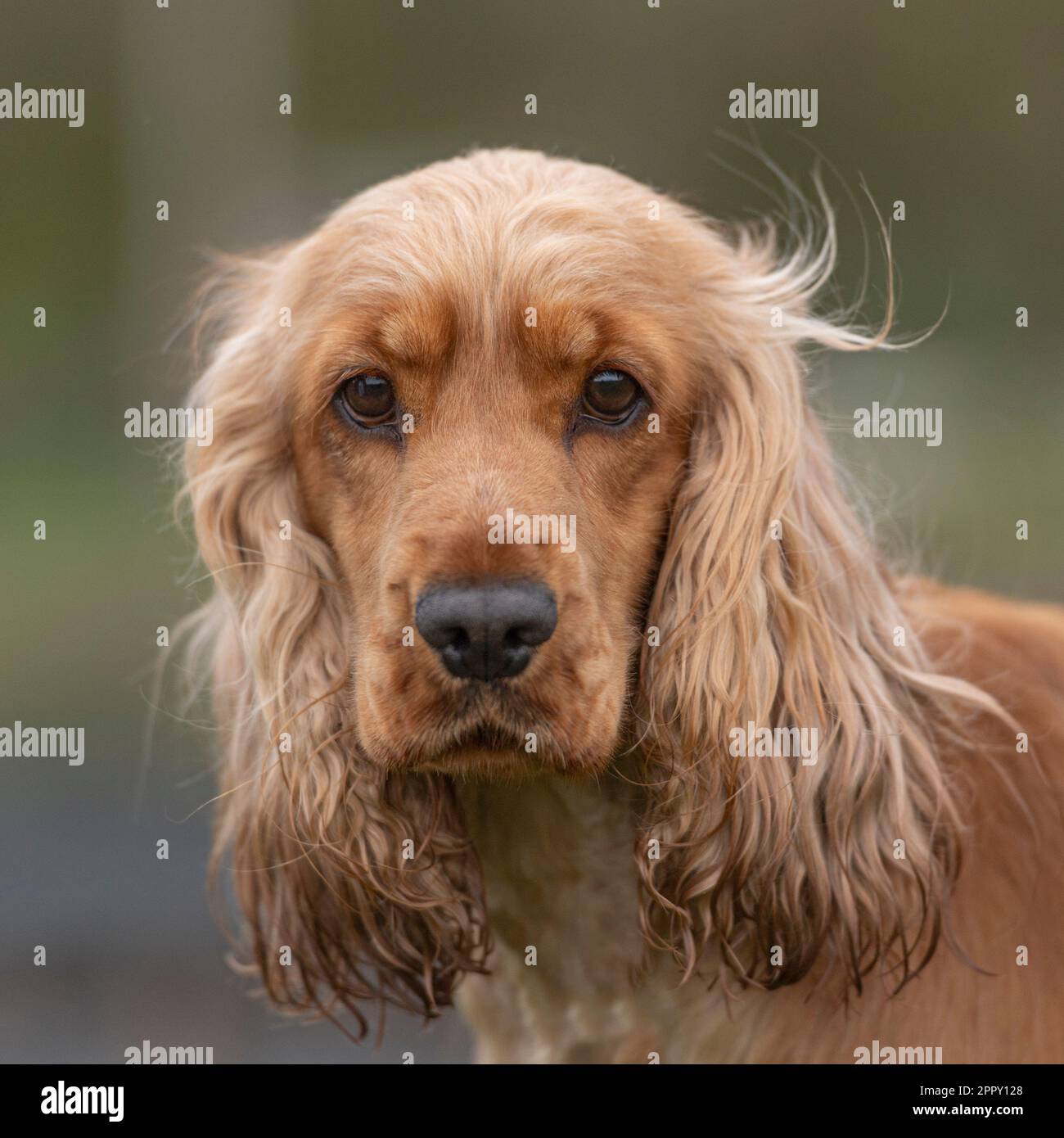 Golden spaniel hi-res stock photography and images - Alamy