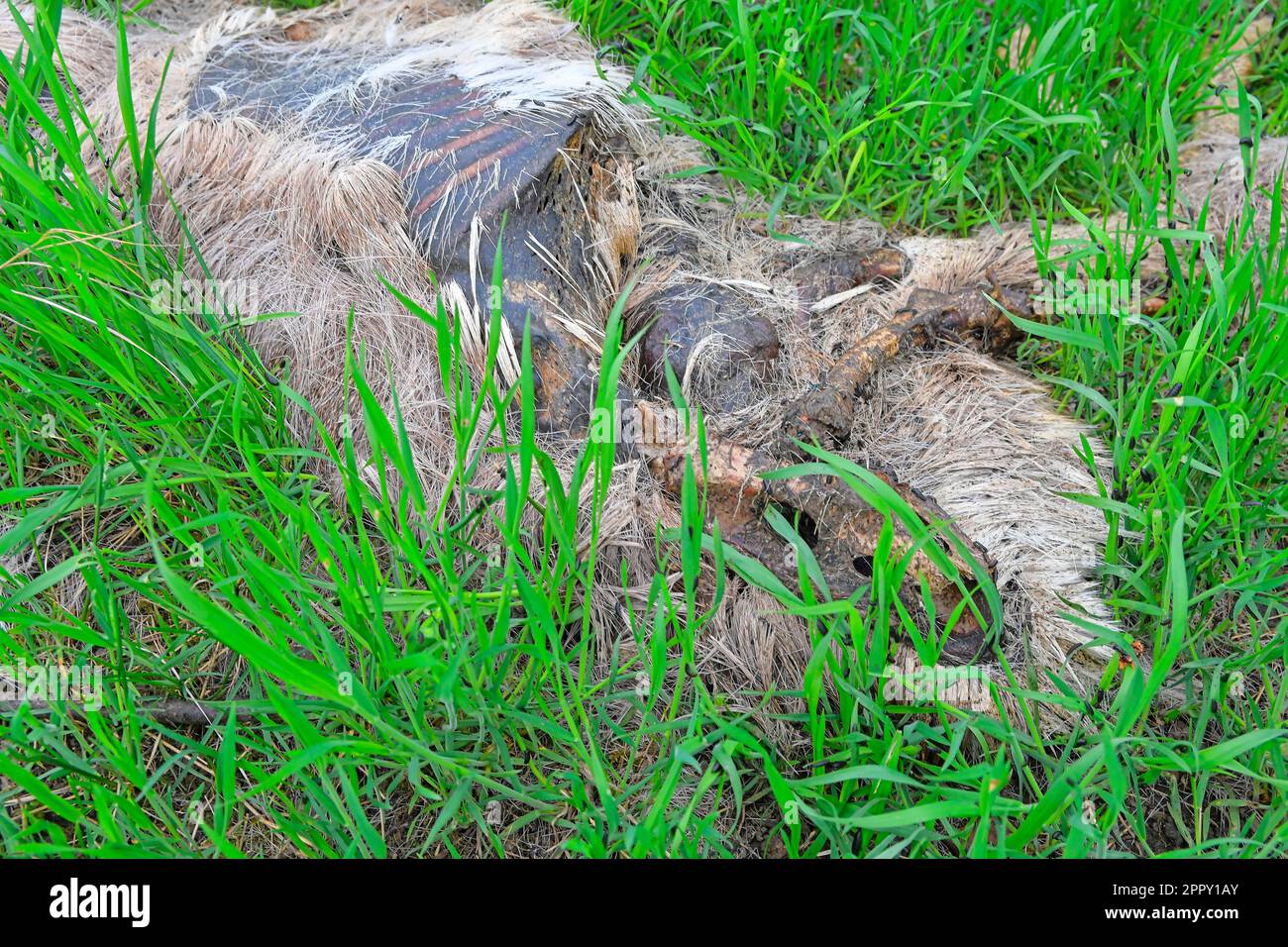 Close-up of a dead deer. The remains of a dead deer in the spring grass ...
