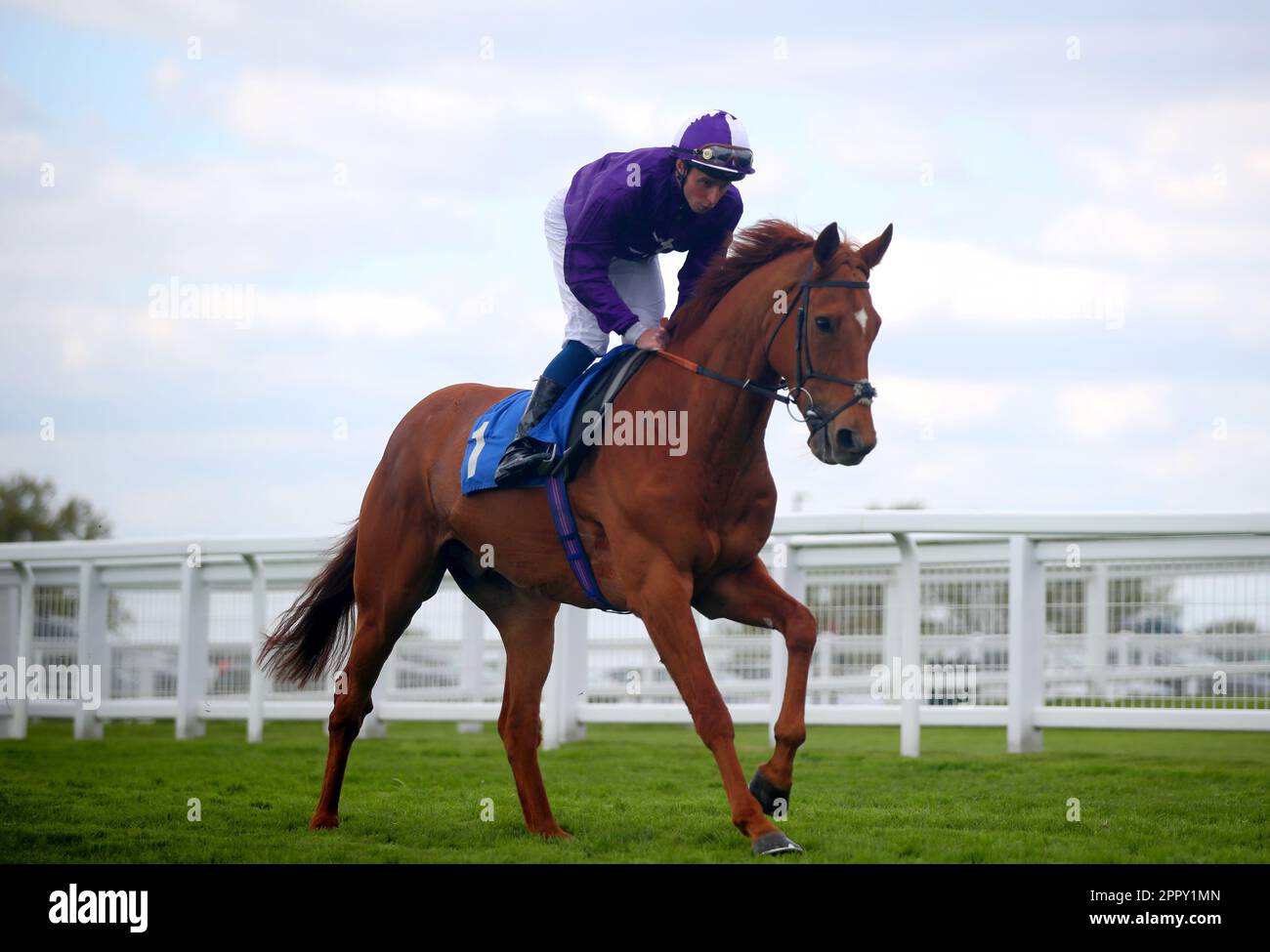 Sir rumi horse hi-res stock photography and images - Alamy