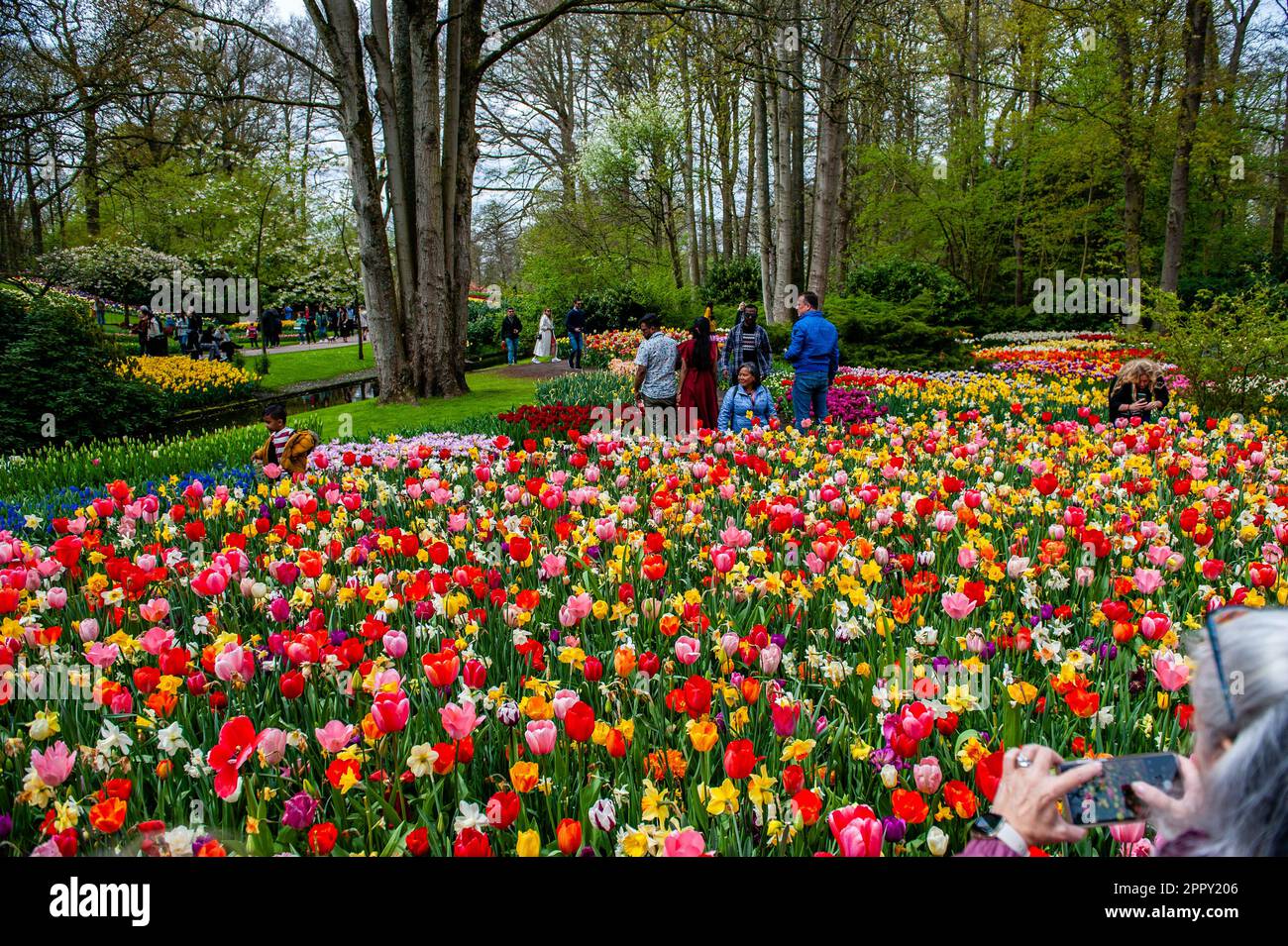 People are seen posing behind a huge group of different kinds of tulips ...