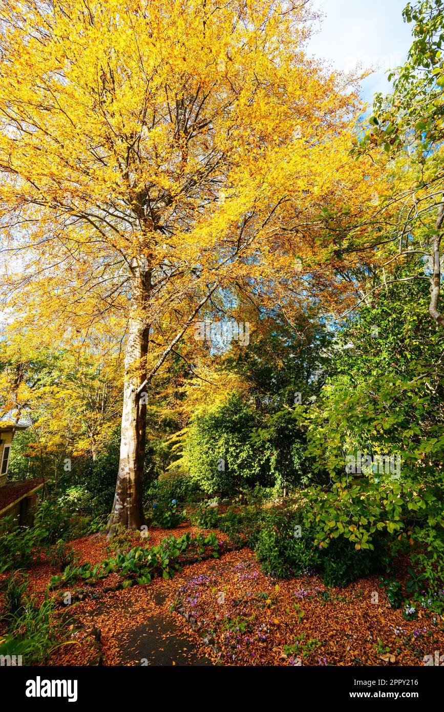George Tindale Memorial Gardens in Australia Stock Photo - Alamy