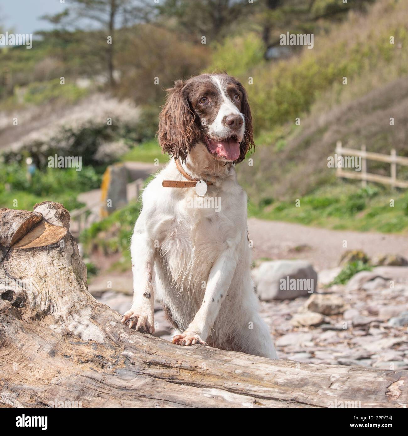 English Springer Spaniel Stock Photo - Alamy