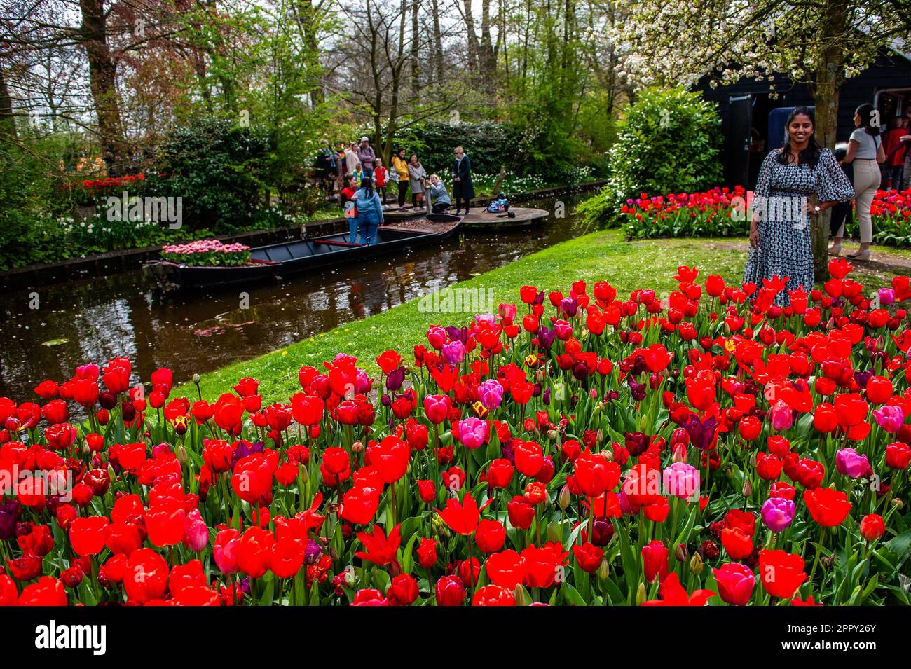 An Indian woman is seen posing in front of red tulips. Keukenhof is ...