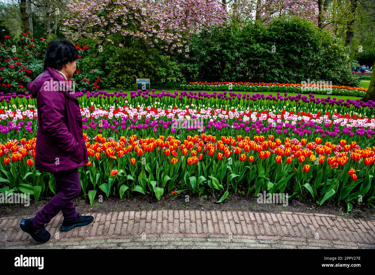 An Asian woman is seen looking at the tulips. Keukenhof is also known ...