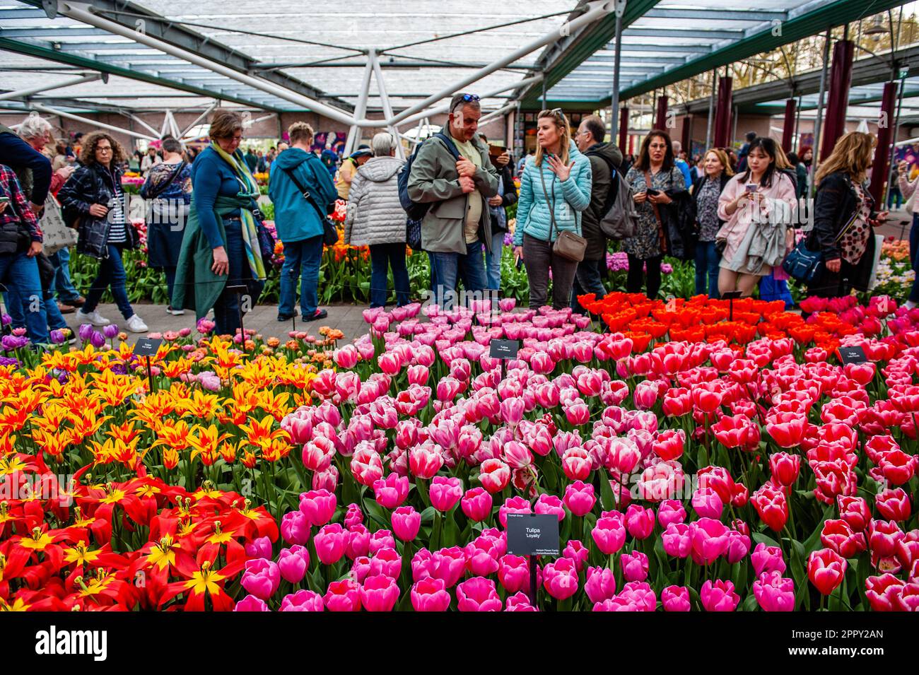 People are seen looking at unique kinds of tulips. Keukenhof is also ...