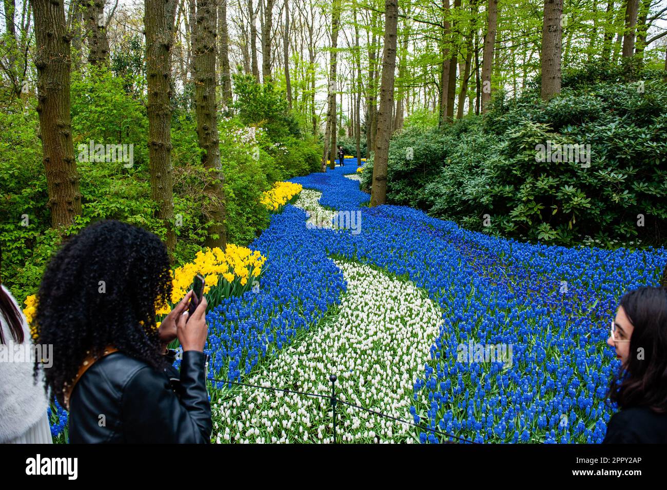 Most Beautiful Blue Flower Gardens