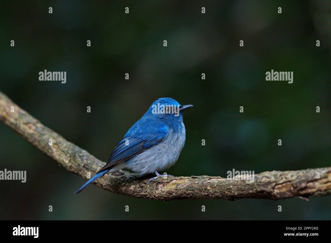This stunning stock photo shows a bluebird perched on a tree branch in ...