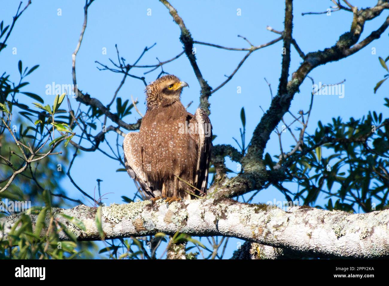 This stock photo shows a brown hawk perched in the branches of a tree ...