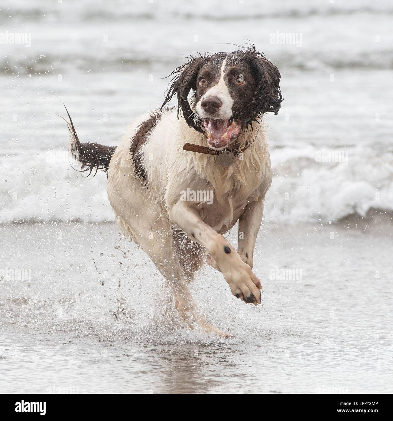 English Springer Spaniel running in sea Stock Photo - Alamy