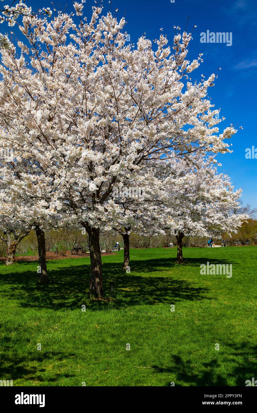 Daybreak Cherry tree Prunus x yedoensis ‘AKEBONO ‘ in full bloom. Royal ...