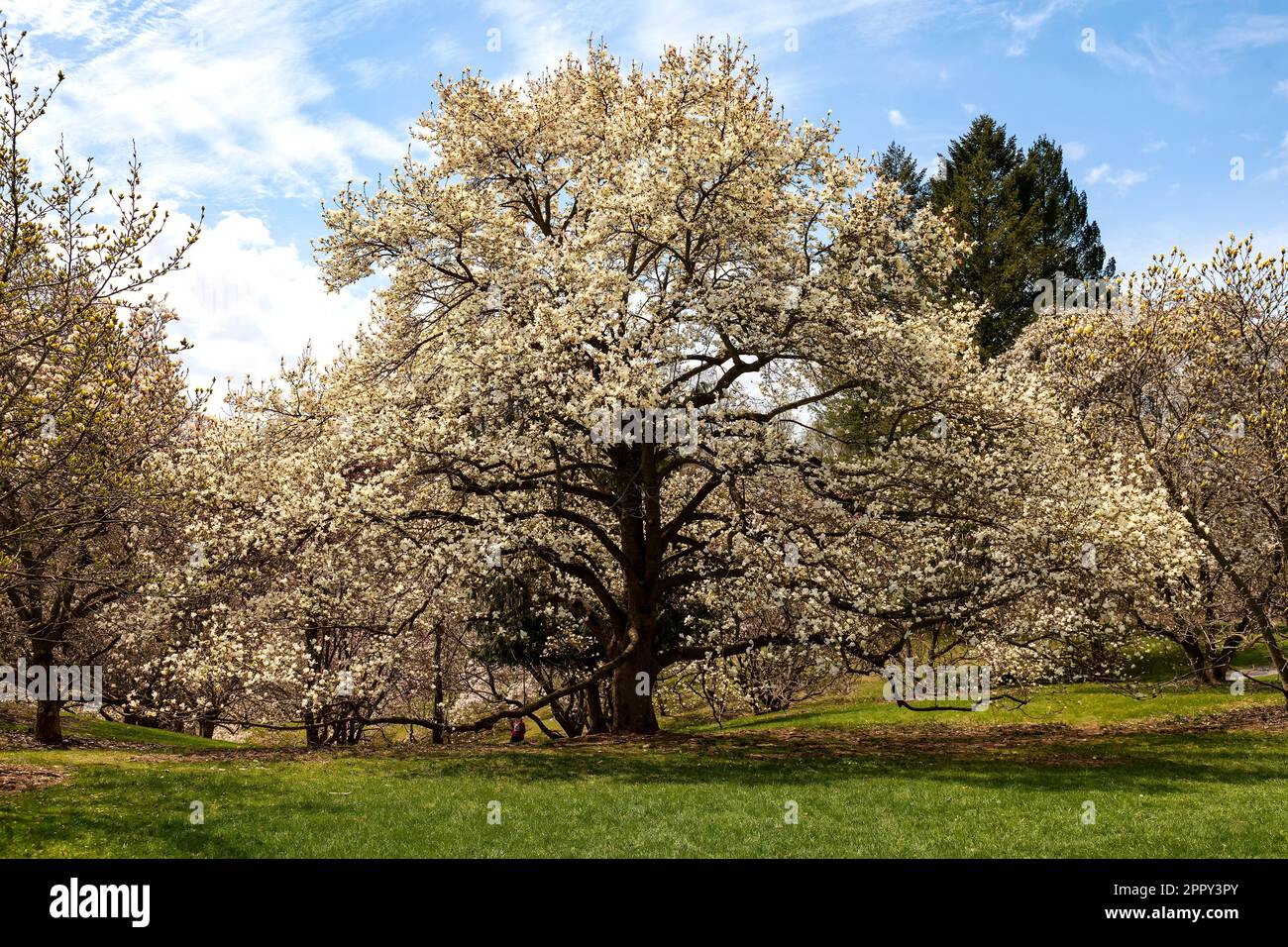 Yulan Magnolia tree in full bloom. Royal Botanical Gardens Hamilton ...