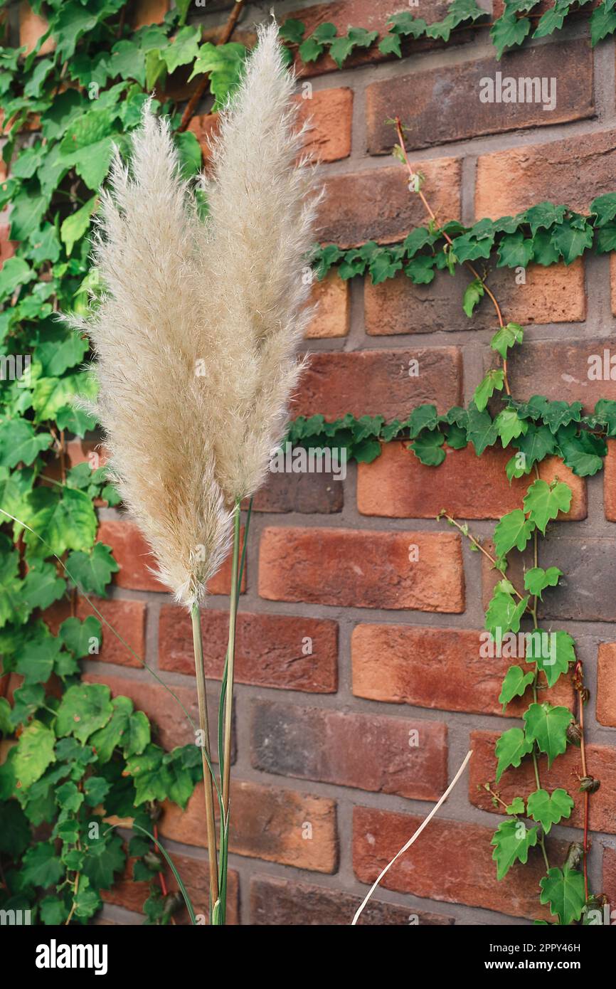 Ivy reeds on background hi-res stock photography and images - Alamy