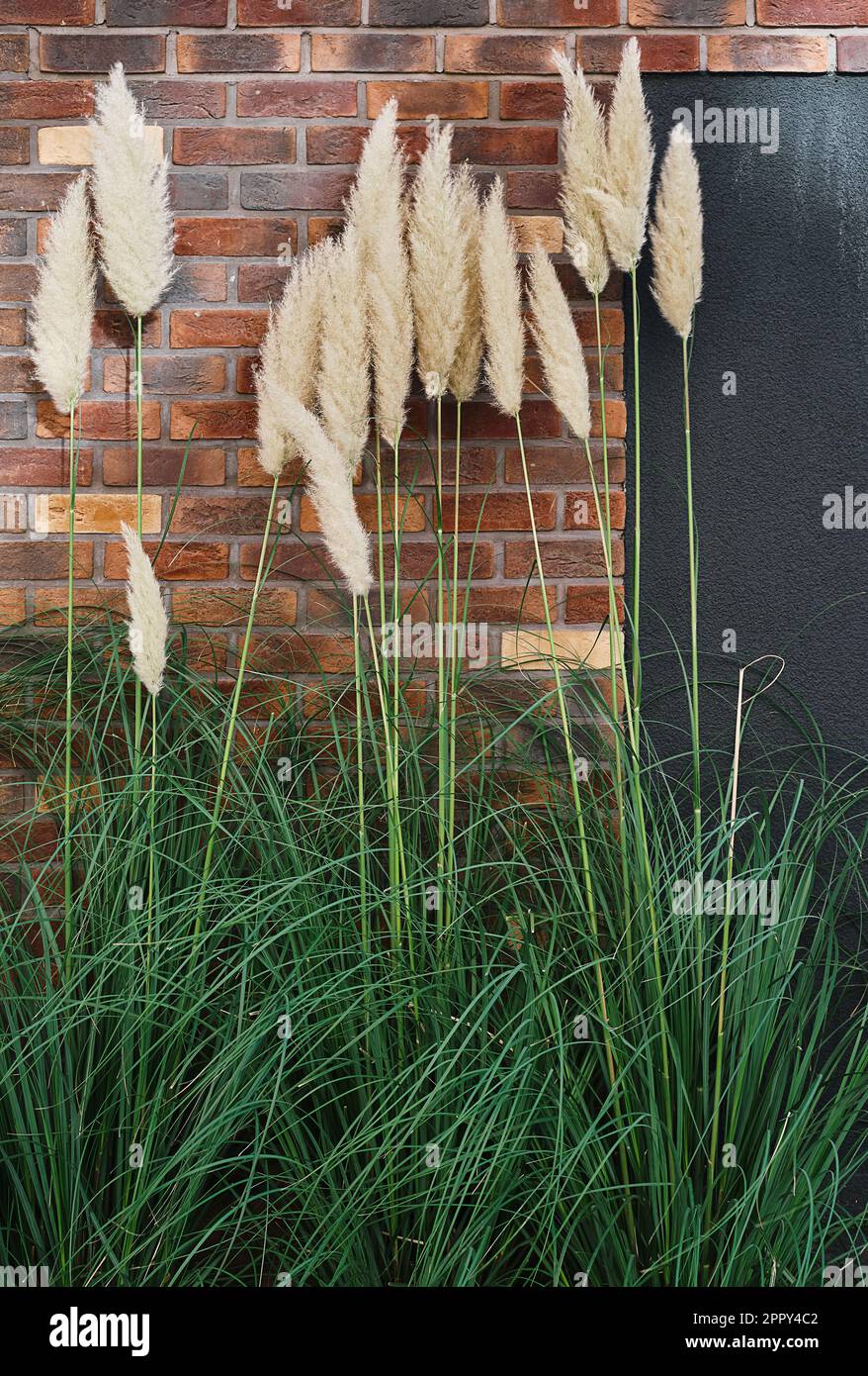 Vertical frame, cane on the background of a red brick wall. Home or ...