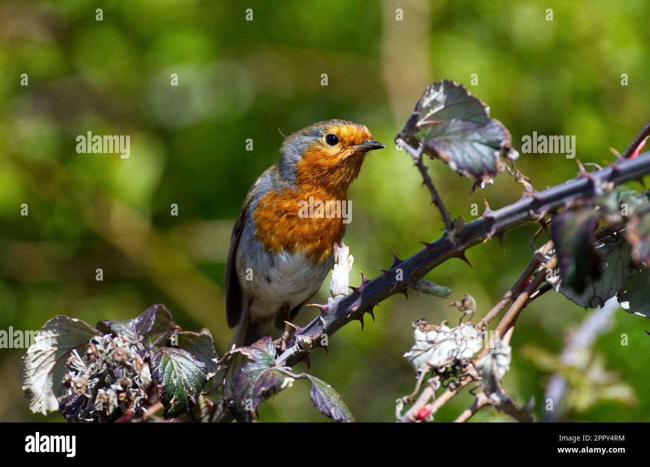 Robin in the sun sat in a tree stretched out Stock Photo - Alamy