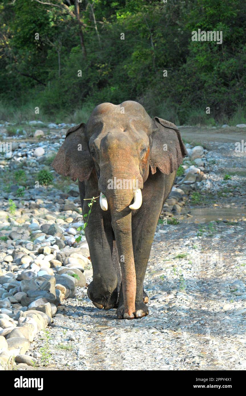 Elephant Tusker walking head on towards camera in Jim Corbett National ...
