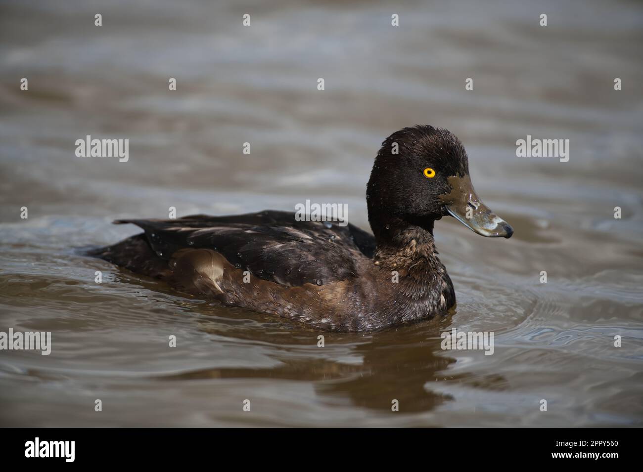 Tufted Female Duck Side view in the water Stock Photo - Alamy