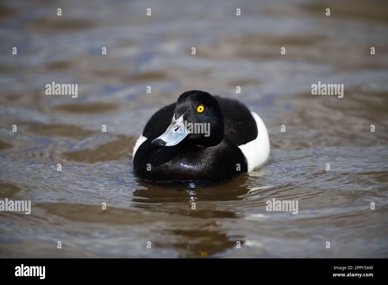 Colourful duck photos hi-res stock photography and images - Alamy
