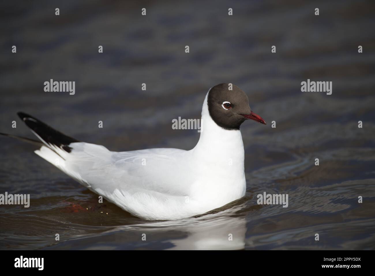 Black Headed Gull on the water looking at camera closer Stock Photo - Alamy