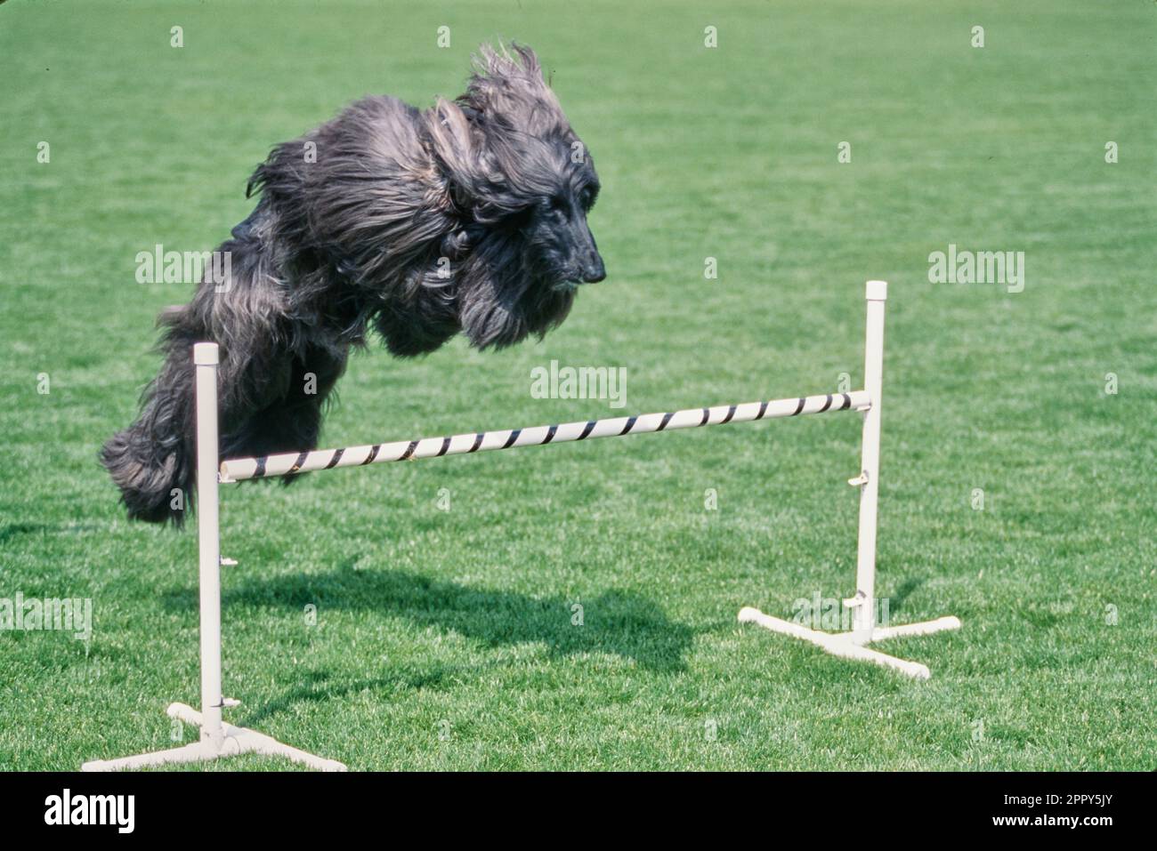 Black Afghan jumping over bar Stock Photo - Alamy