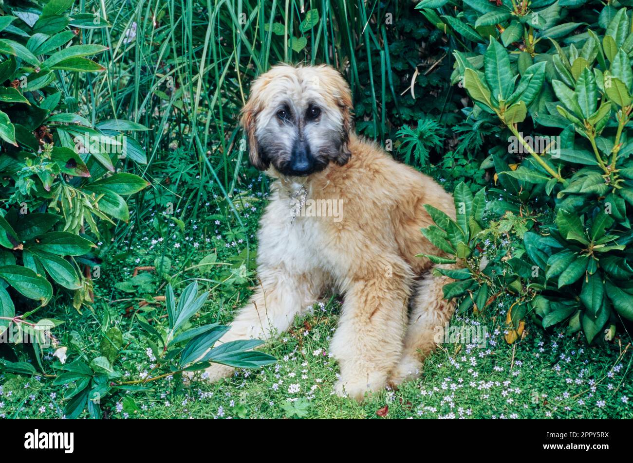Afghan sitting down in garden Stock Photo - Alamy