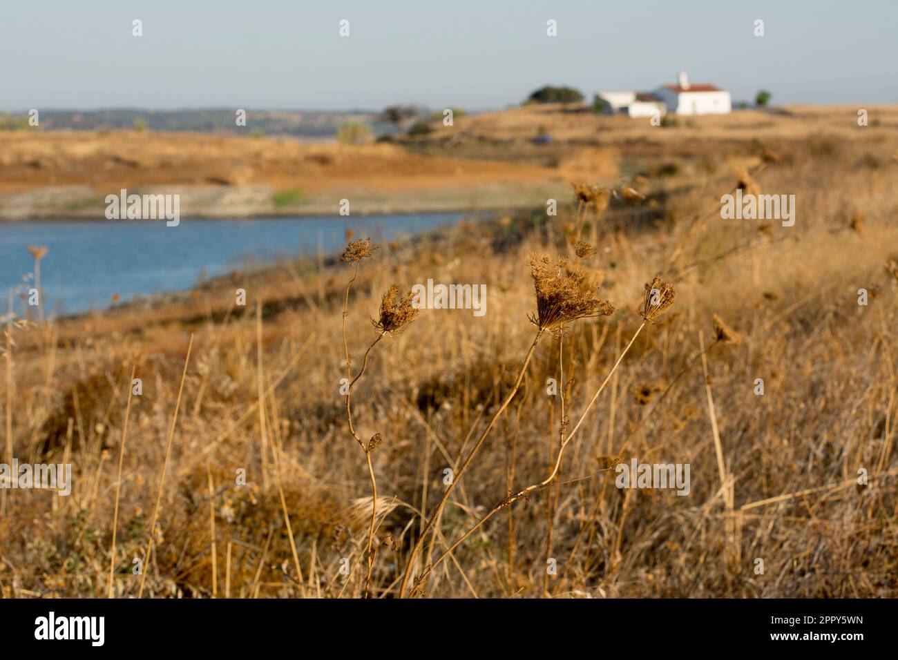 picturesque landscape in alentejo, with sunrise lit meadow and house ...