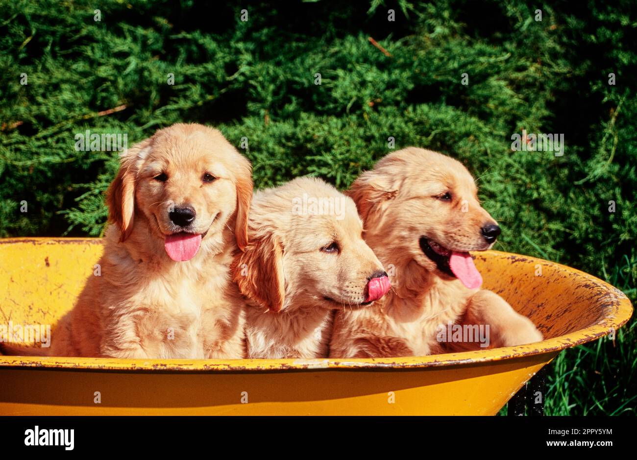 Three golden retriever puppies sitting inside yellow wheelbarrow bucket ...