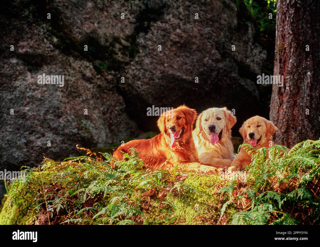 Three golden retrievers laying down in forest under tree outside Stock ...
