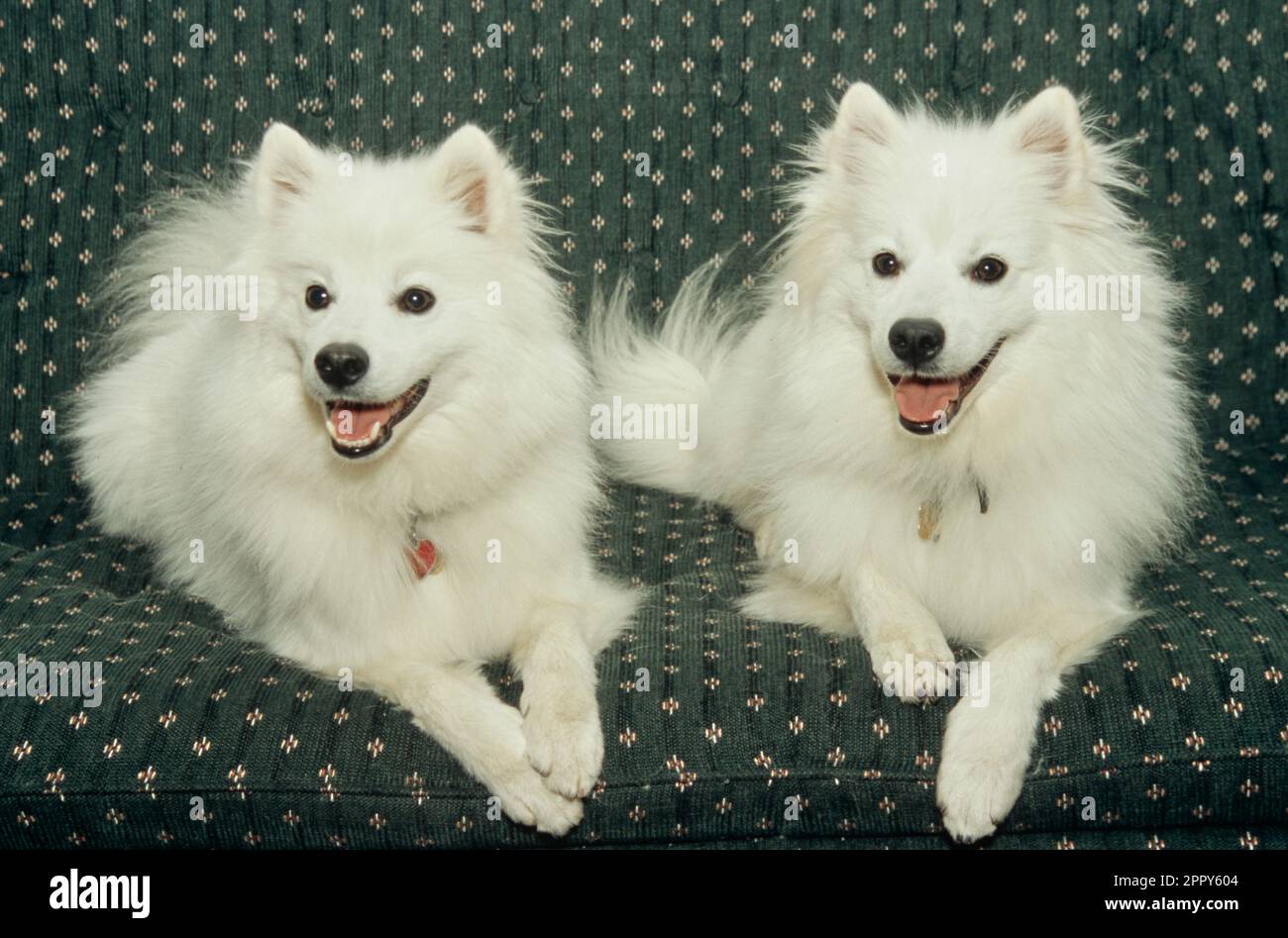 Two cute American Eskimo dogs sitting on green fabric couch Stock Photo ...