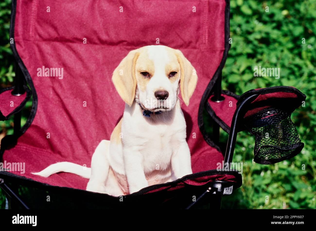 Beagle puppy sitting in maroon folding camp chair outside Stock Photo ...
