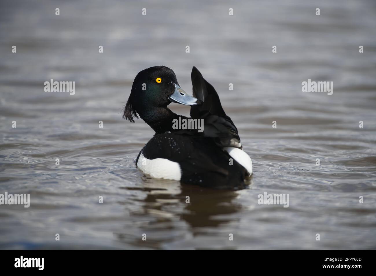 Drake male duck photos hi-res stock photography and images - Alamy