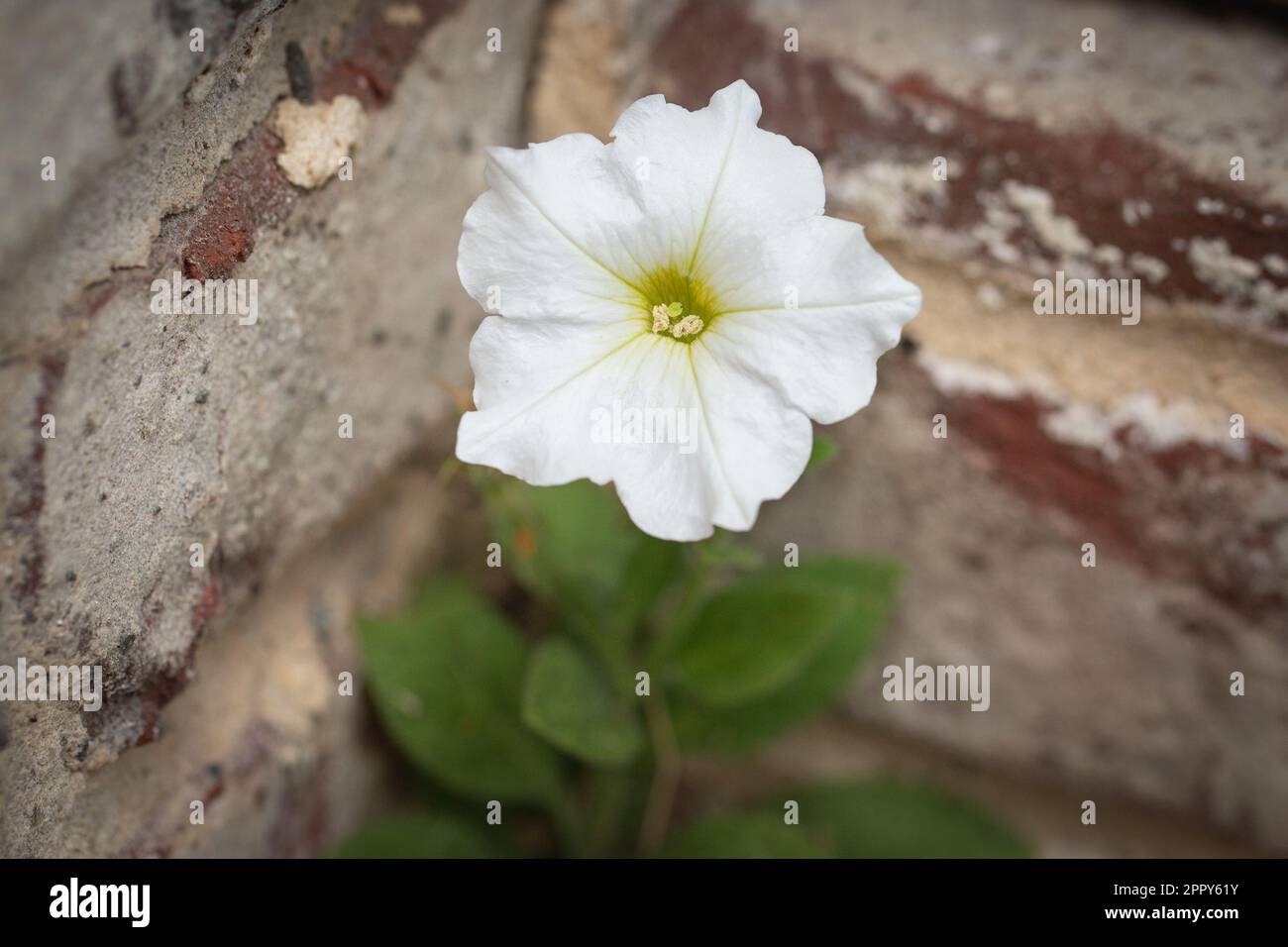 A single white petunia flower blooming in a corner of a brick and ...