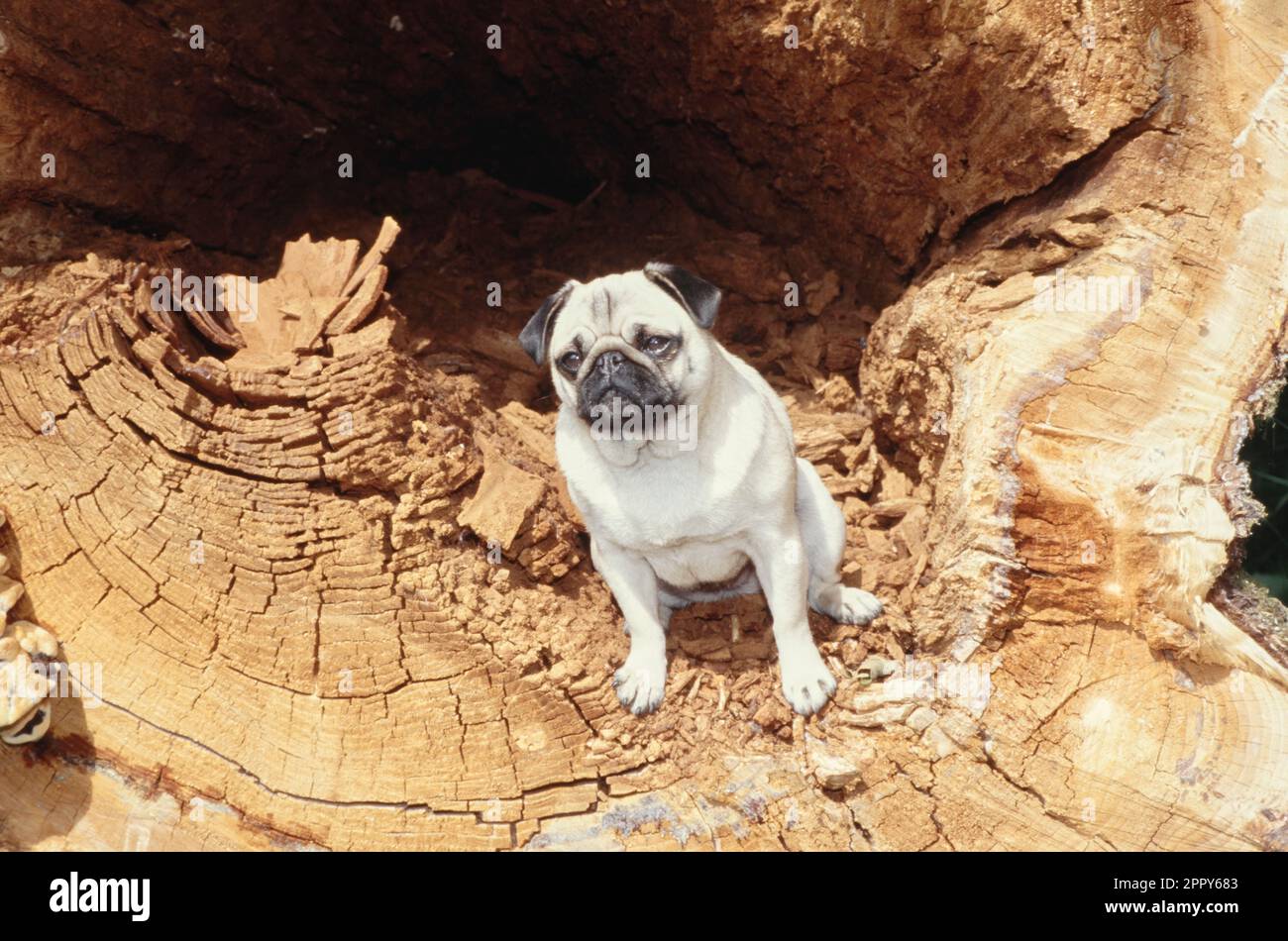 Pug sitting inside giant tree stump Stock Photo - Alamy