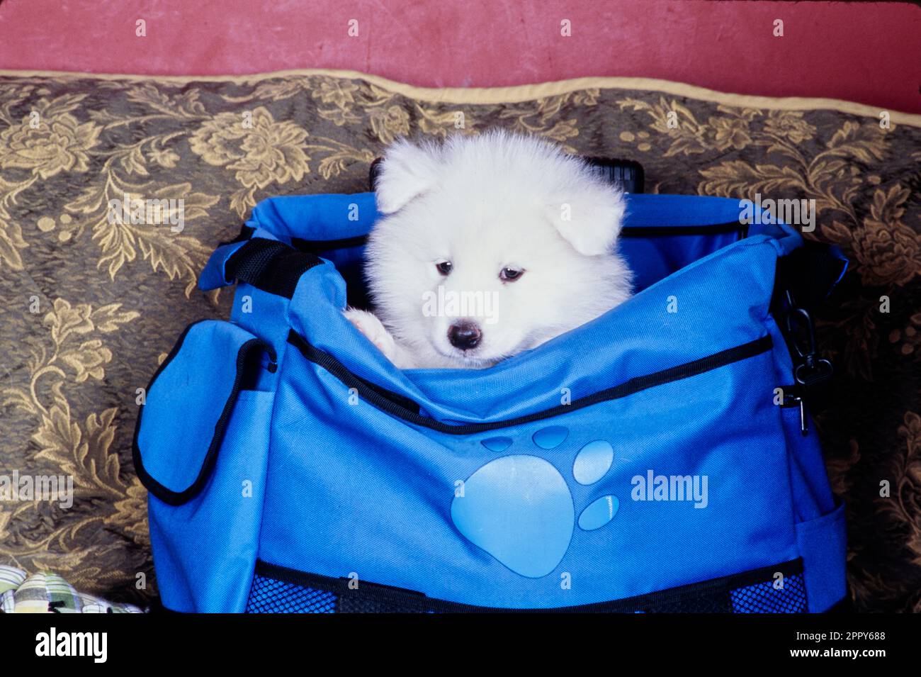 Samoyed tent hi-res stock photography and images - Alamy
