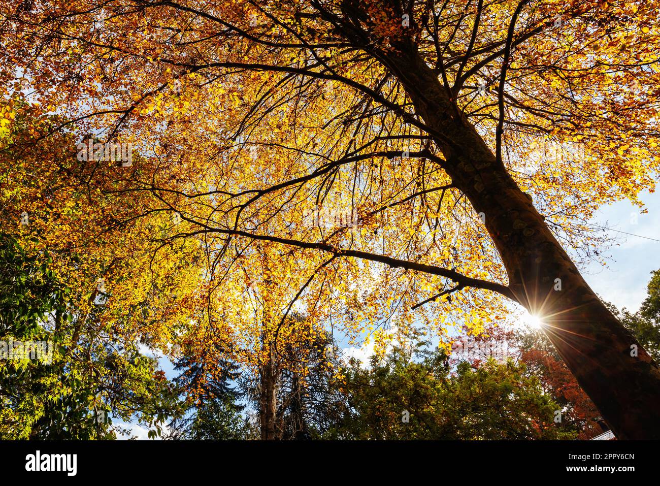George Tindale Memorial Gardens in Australia Stock Photo - Alamy