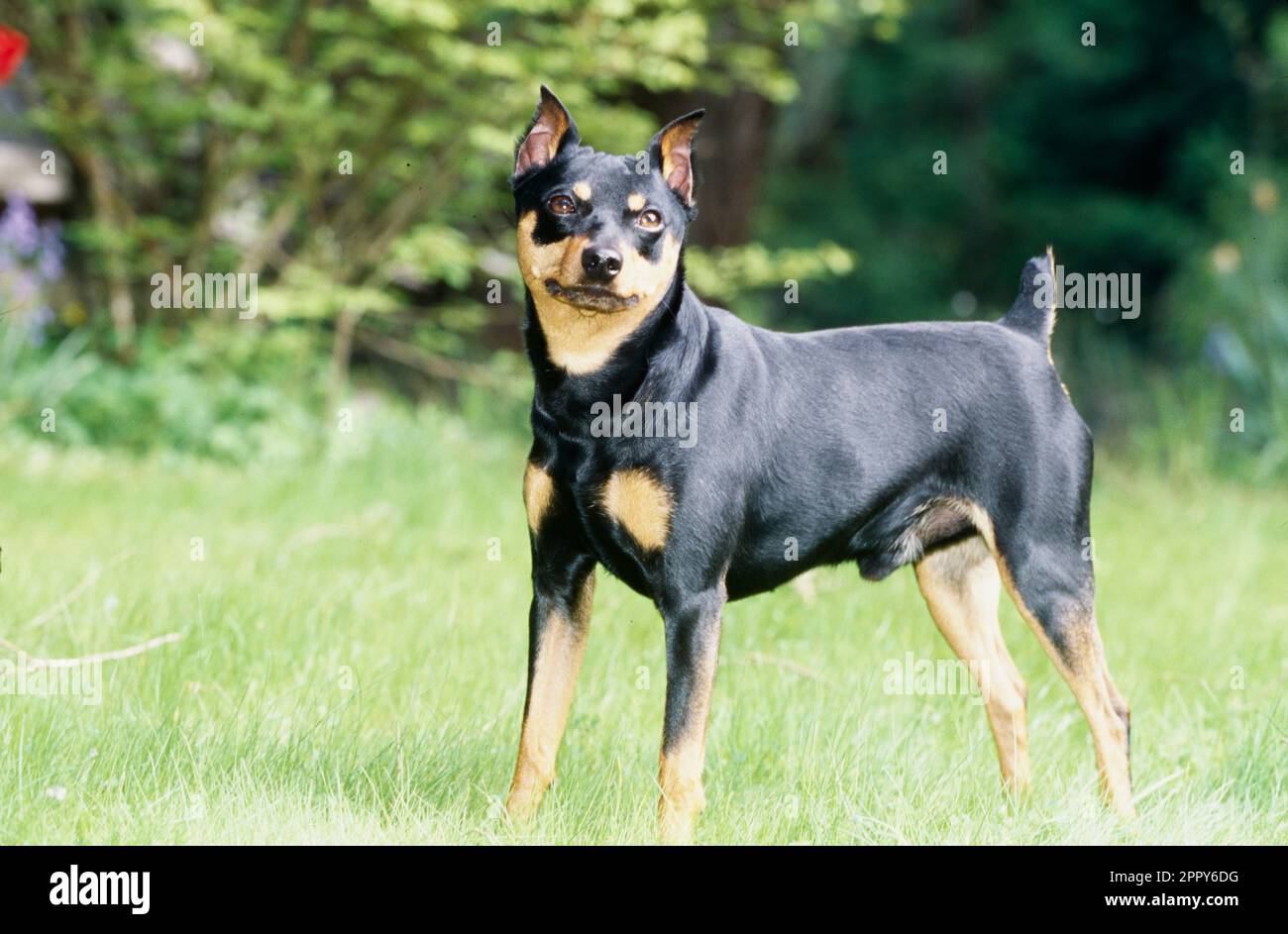 Mini pinscher hi-res stock photography and images - Alamy